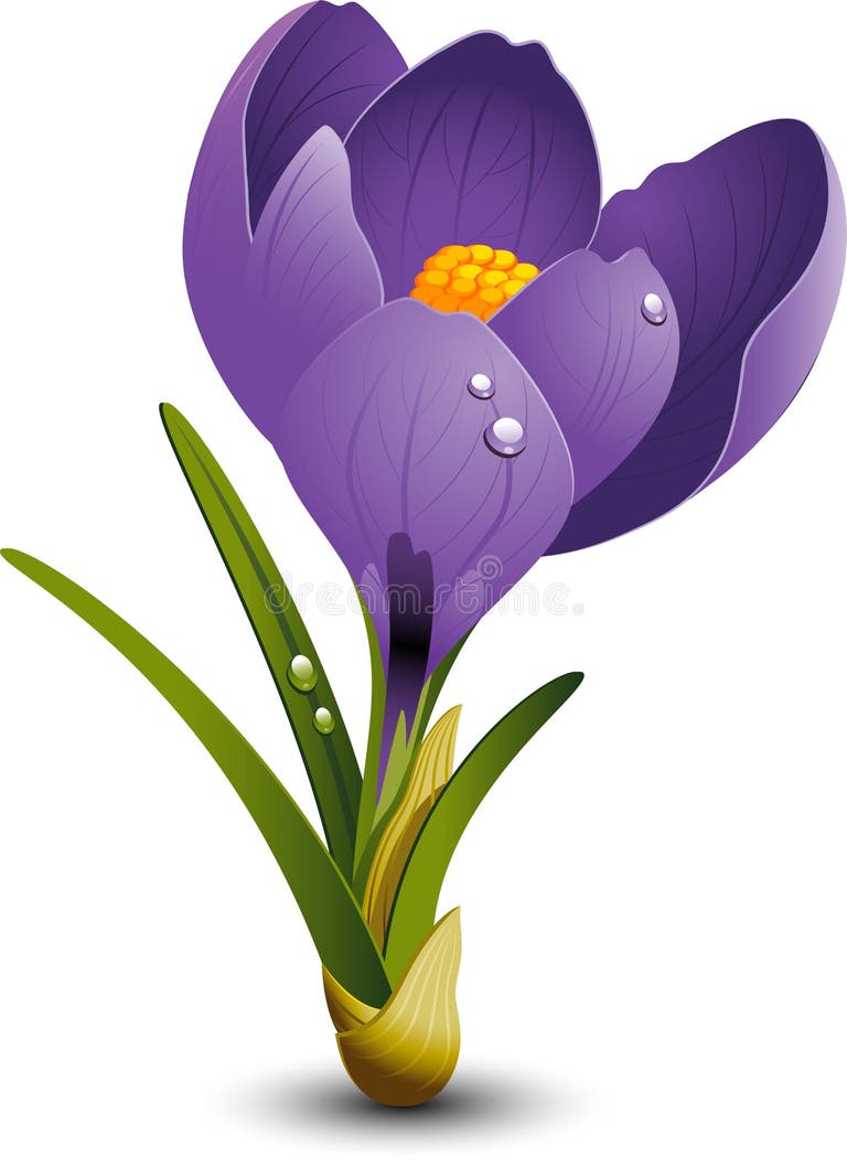 Crocus Stock Illustrations – 34,958 Crocus Stock Illustrations, Vectors ...
