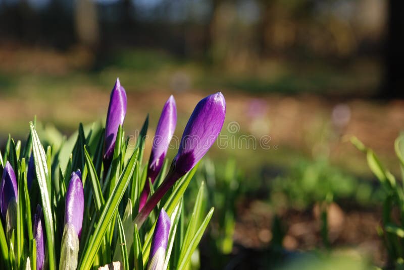 Crocus stock image. Image of flower, crocus, colour, nature - 23199661