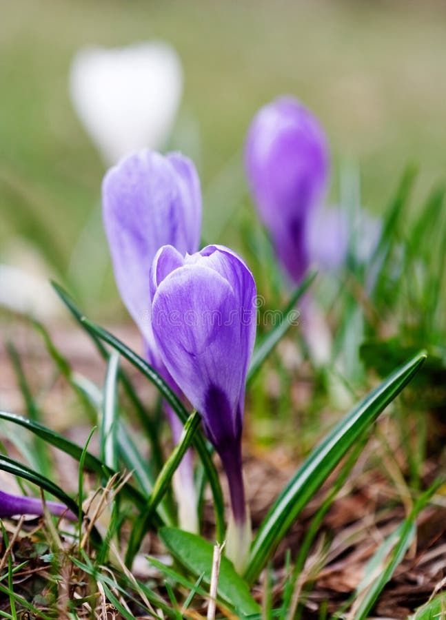 Crocus stock image. Image of crocus, summer, close, spring - 2343947