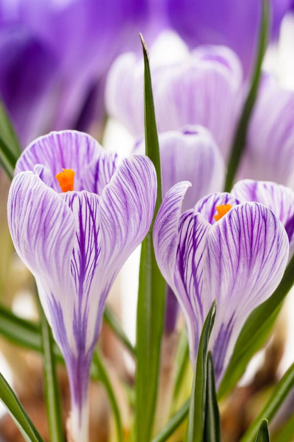 Purple crocus stock image. Image of forest, flora, park - 780043