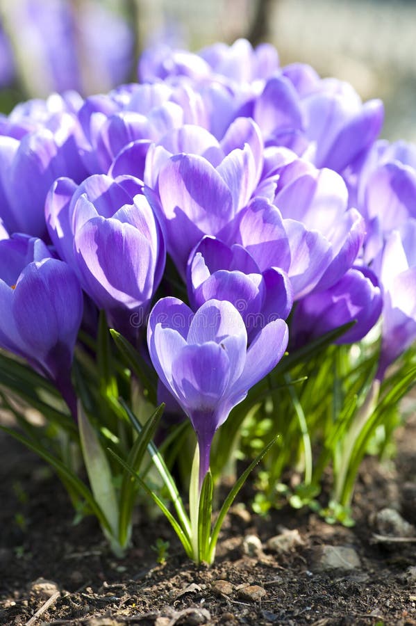 Crocus stock photo. Image of february, march, fresh, blue - 24030462