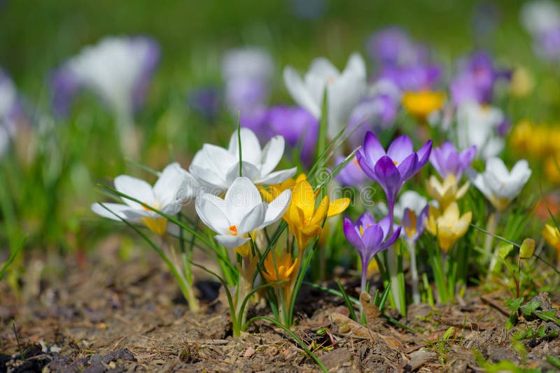 Crocus stock photo. Image of color, closeup, blossom - 24274548