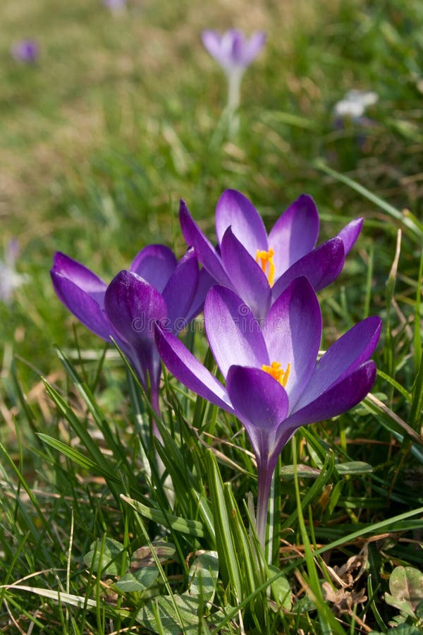 Crocus stock image. Image of crocus, violet, crocuses - 25091189
