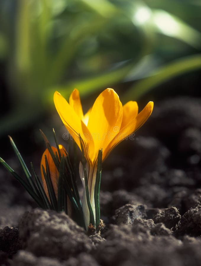Crocus. stock photo. Image of crocus, spice, condiment - 28700018