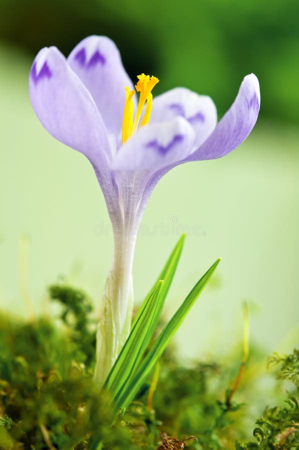 Crocus stock photo. Image of single, flower, growth, card - 29602162