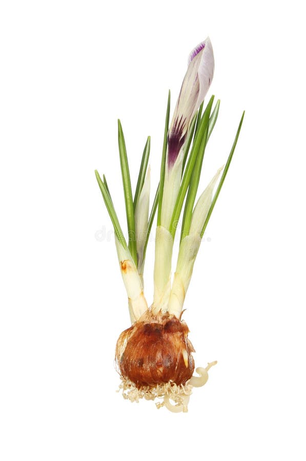 Crocus stock photo. Image of plant, bulb, isolated, shoot - 38228138