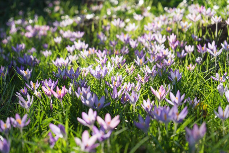 Crocus stock image. Image of sofran, meadow, grass, beauty - 38363137