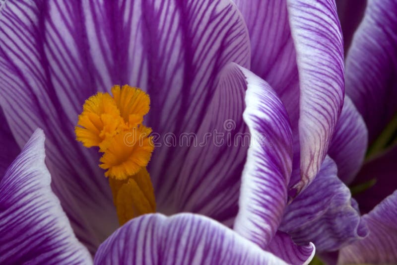 Crocus stock photo. Image of color, blossoming, bloom - 4443216