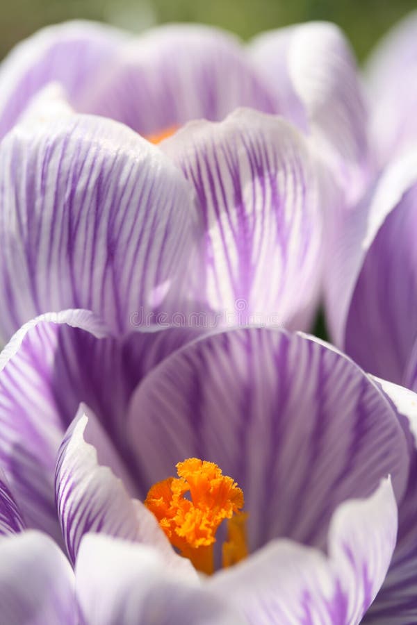 Crocus Pistil, Saffron Flower Stock Photo - Image of seasonal, design ...