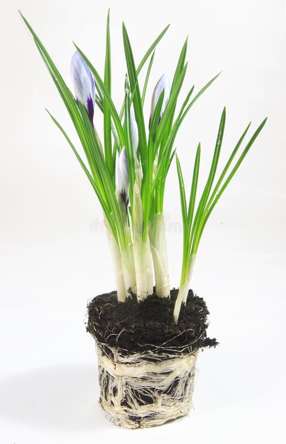 Crocus stock photo. Image of isolated, bloom, plant, crocus - 8506706