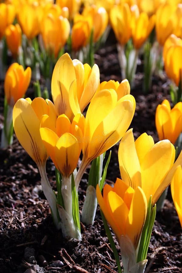 Crocus stock image. Image of group, beauty, macro, fresh - 9022287