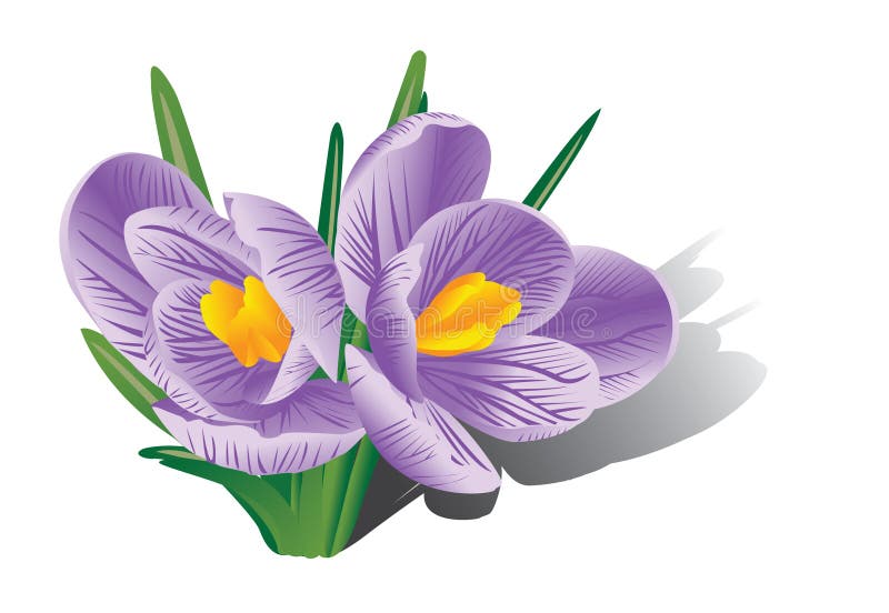 Crocus Stock Illustrations – 18,039 Crocus Stock Illustrations, Vectors ...