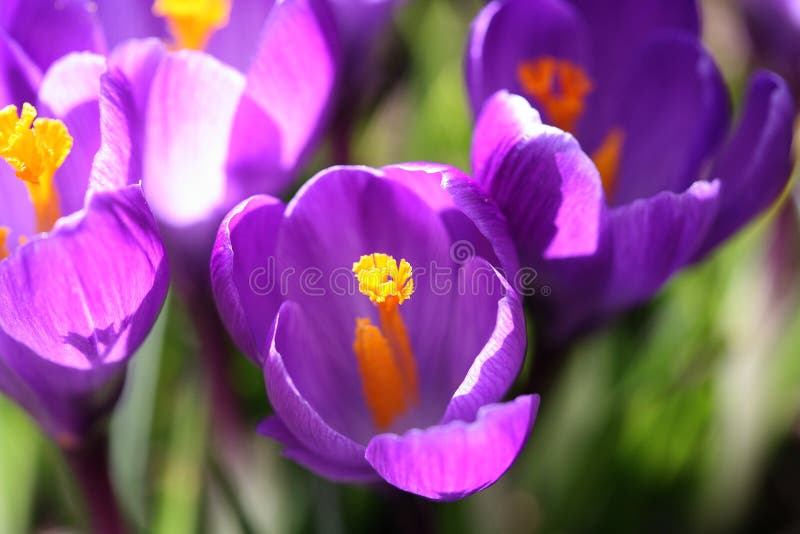 Crocus aquarelle stock photo. Image of close, flowers, easter - 695388