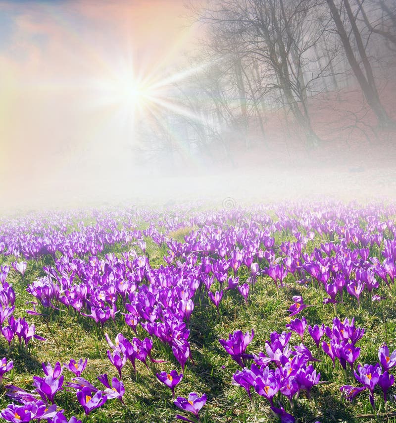 Crocus in beech forest stock image. Image of landscape - 87810379