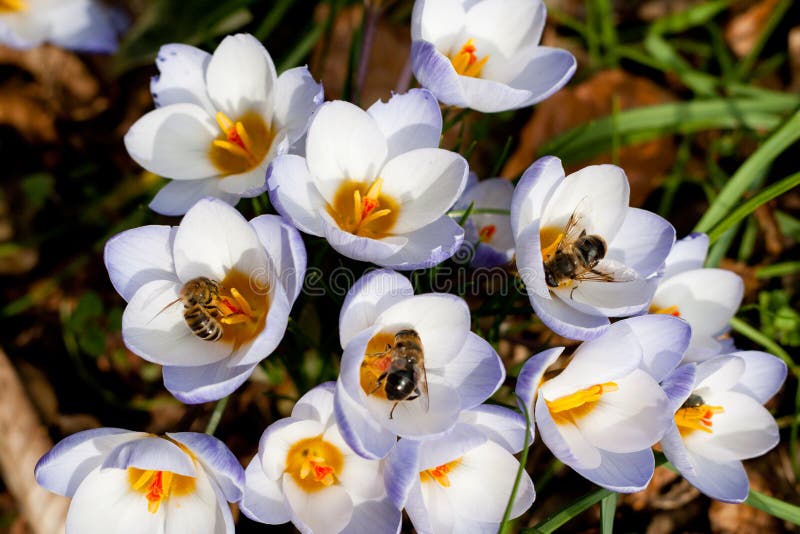 Crocus and bees in spring stock photo. Image of closeup - 28643234