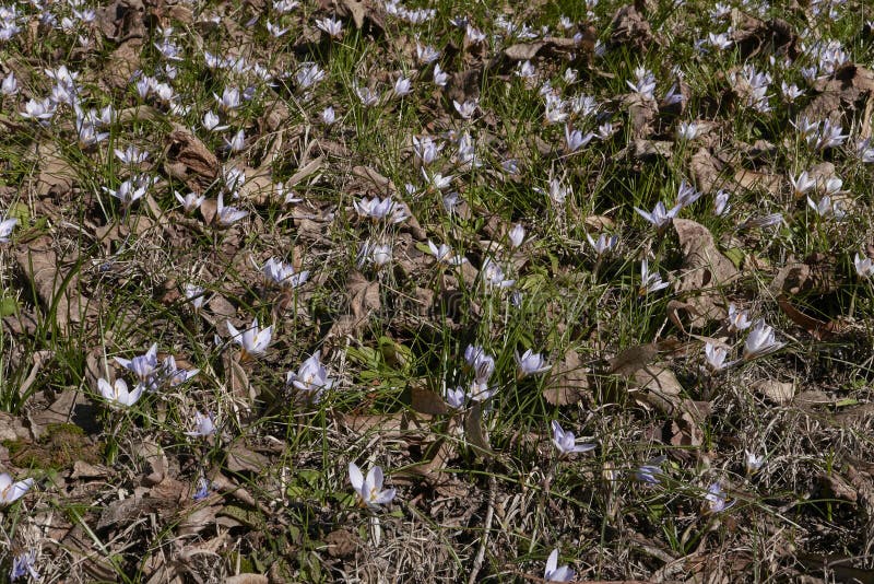 Crocus biflorus in bloom stock photo. Image of inflorescence - 269239750