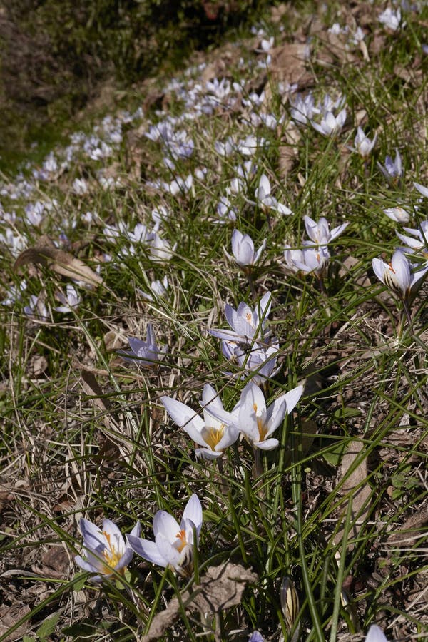 Crocus biflorus in bloom stock image. Image of lilac - 269239769