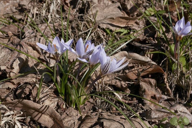 Crocus biflorus in bloom stock image. Image of biflorus - 269239779