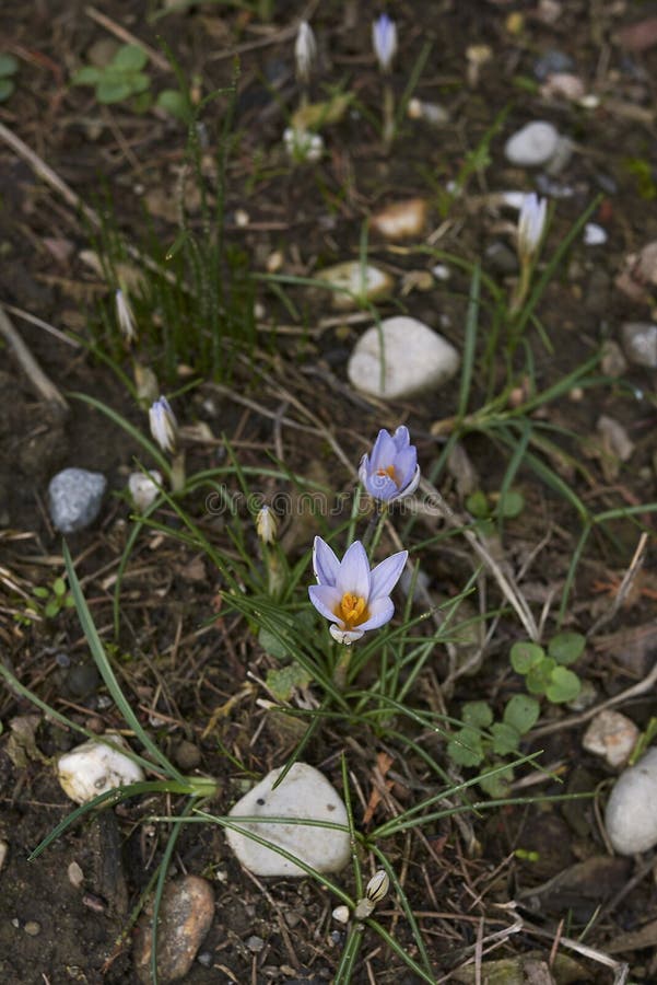Crocus biflorus blossom stock photo. Image of green - 112292114
