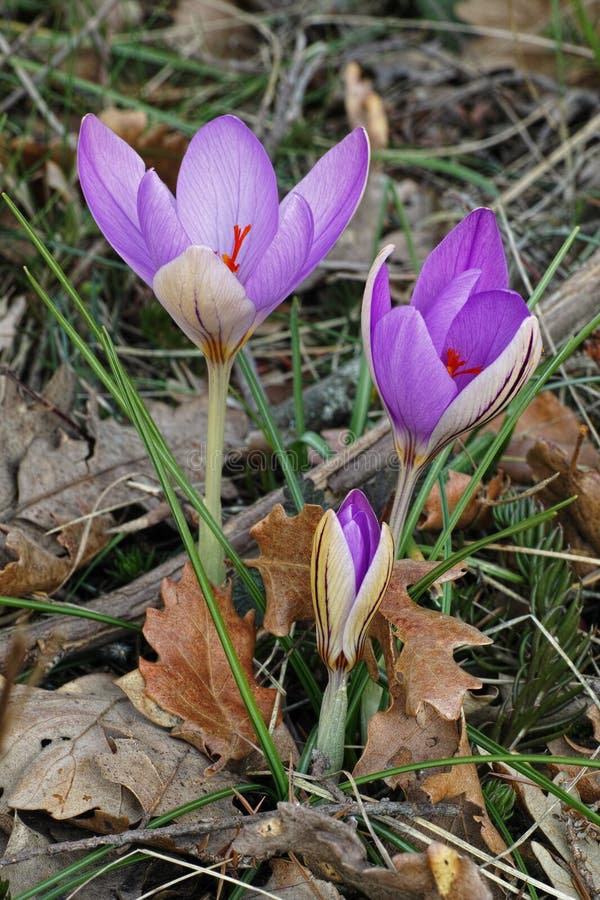 Crocus biflorus in bloom stock image. Image of botanical - 194506215