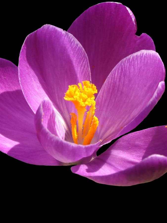 Crocus Black Background stock image. Image of detail, flower - 89861