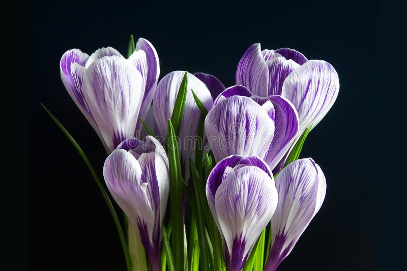 Purple Crocuses, Spring Flowers Stock Image - Image of nature, spring ...