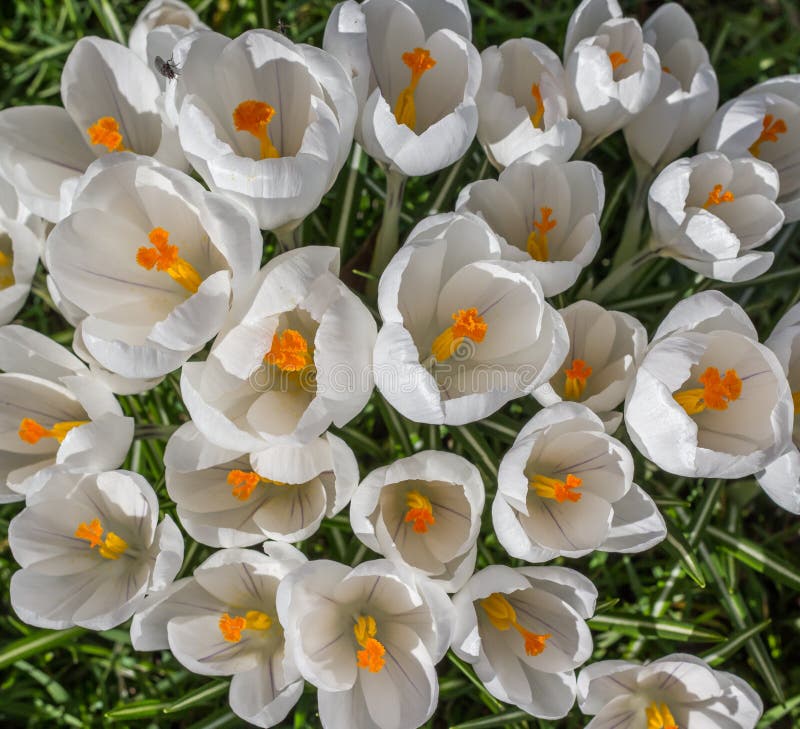 Crocus Blanc Avec Le Pistil Jaune-orange Image stock - Image du flore ...