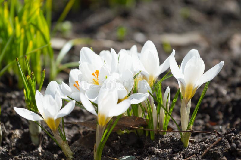 Crocus blancs de ressort image stock. Image du frais - 115041627