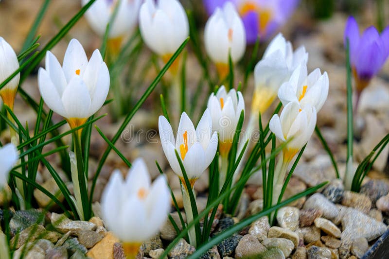 Crocus Blancs. Fleurs Dans Un Lit De Fleurs Au Printemps Fleurissent Au ...
