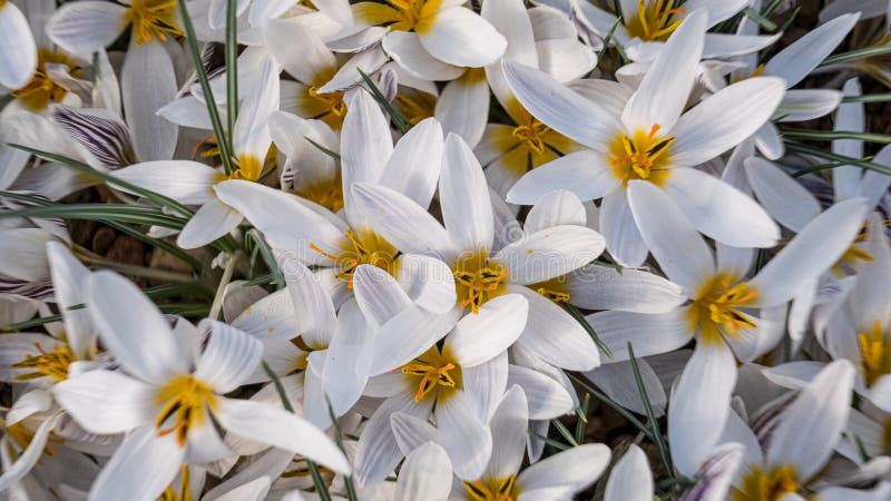 Crocus Blancs. Fleurs Dans Un Lit De Fleurs Au Printemps Fleurissent Au ...