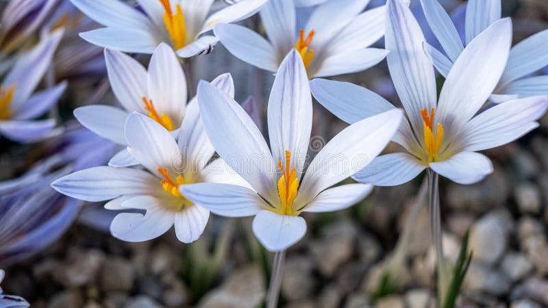Crocus Blancs. Fleurs Dans Un Lit De Fleurs Au Printemps Fleurissent Au ...