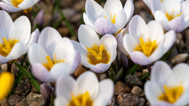 Crocus Blancs. Fleurs Dans Un Lit De Fleurs Au Printemps Fleurissent Au ...