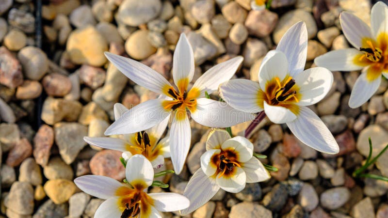 Crocus Blancs. Fleurs Dans Un Lit De Fleurs Au Printemps Fleurissent Au ...