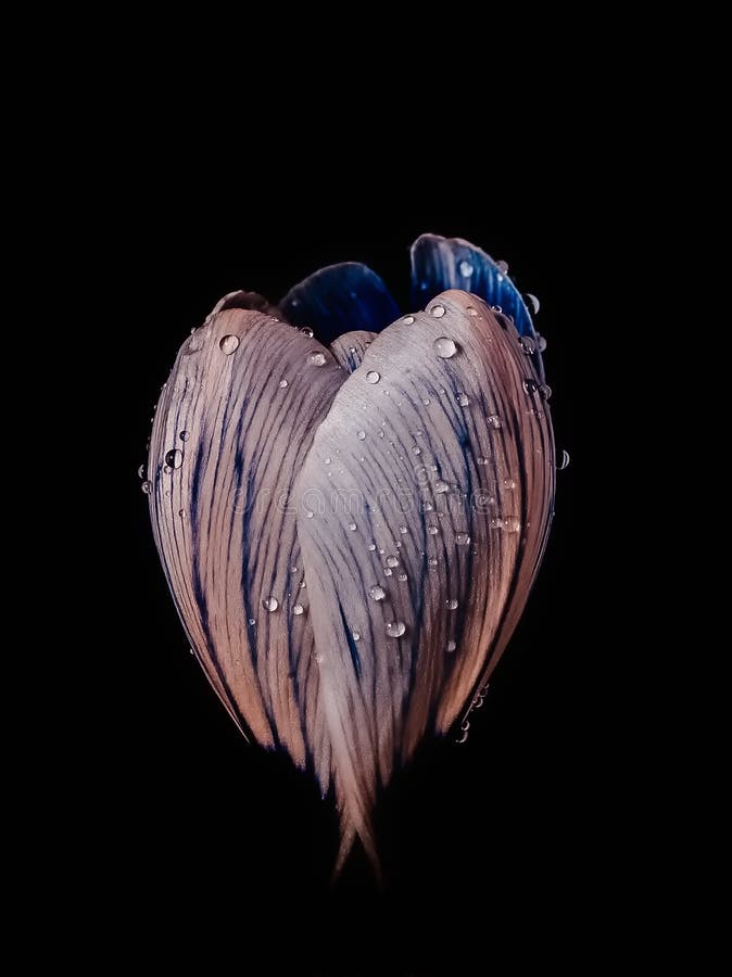 Crocus stock photo. Image of spring, fresh, black, drops - 40772750