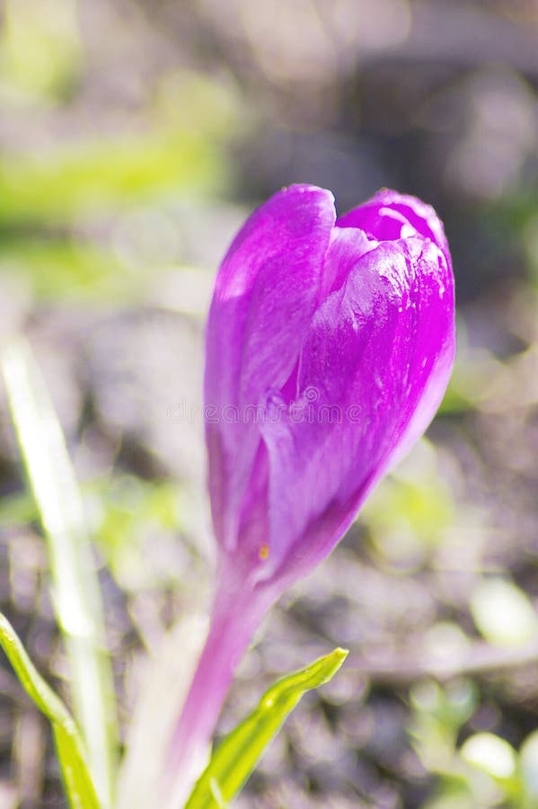 Crocus bloom stock image. Image of background, meadow - 70082071