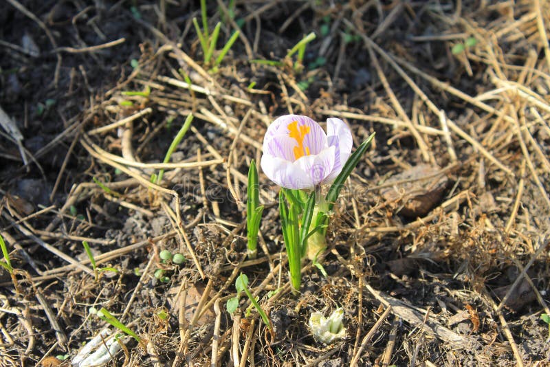 Crocus stock photo. Image of little, beauty, flora, purple - 68058080
