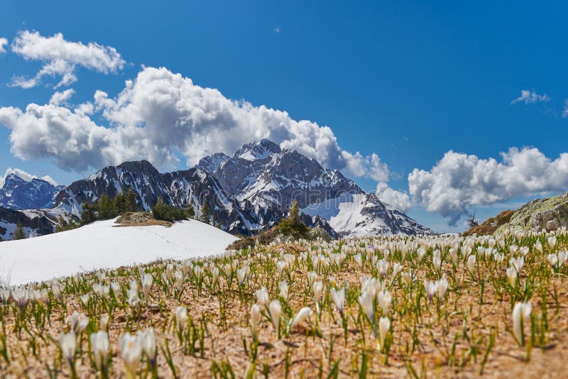 Crocus Bloom after Snow Dissolution in Spring Stock Photo - Image of ...