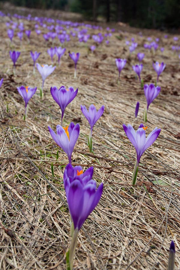 Crocus fields in spring stock photo. Image of crocus, meadows - 46184