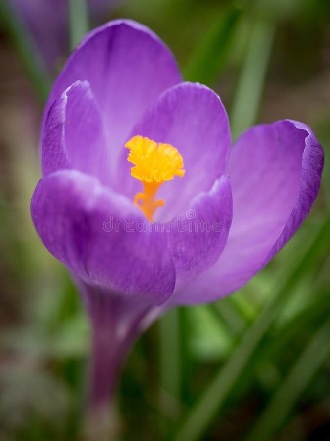Crocus in bloom stock image. Image of crocus, macro, stamen - 39825897