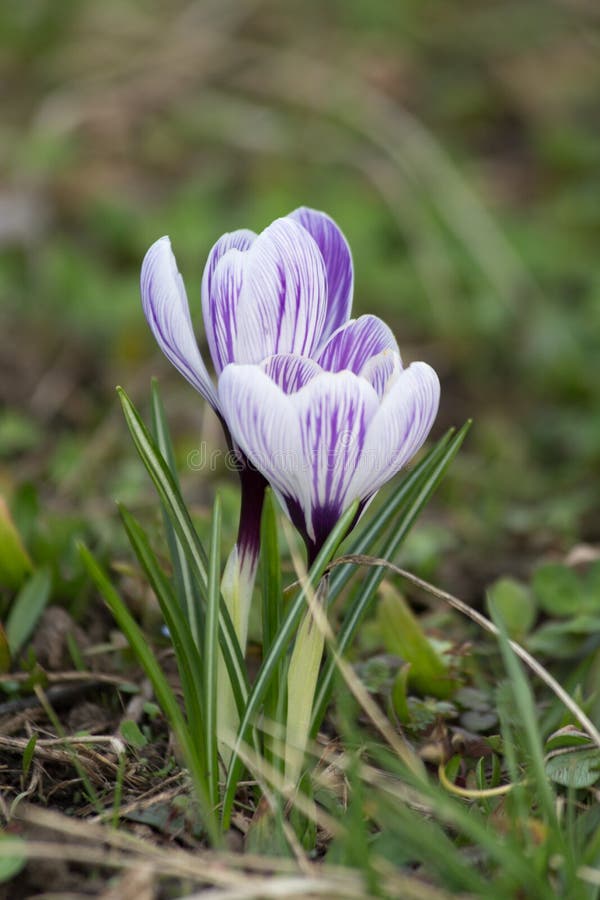Crocus blooming stock photo. Image of awaking, closeup - 38631908