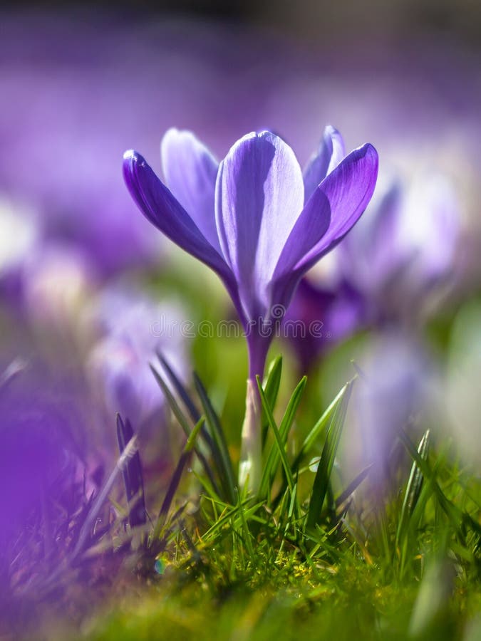 Crocus Blooming in First Sun in March Stock Image - Image of assen ...