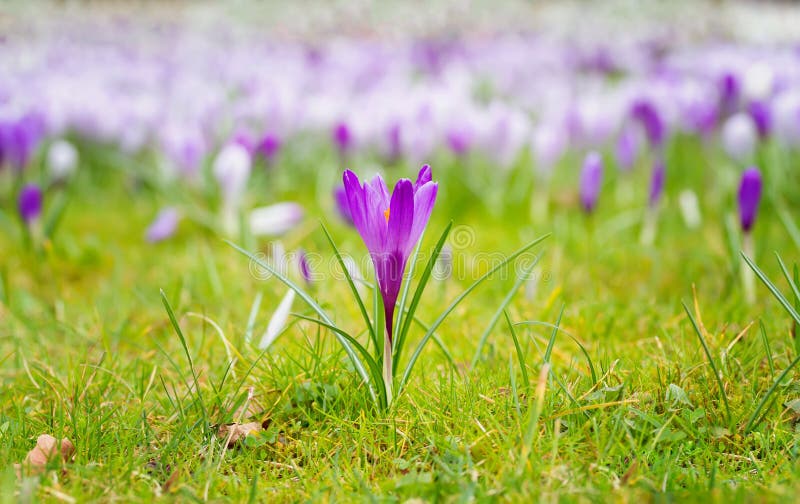 Crocus blooming stock image. Image of closeup, beauty - 38482339