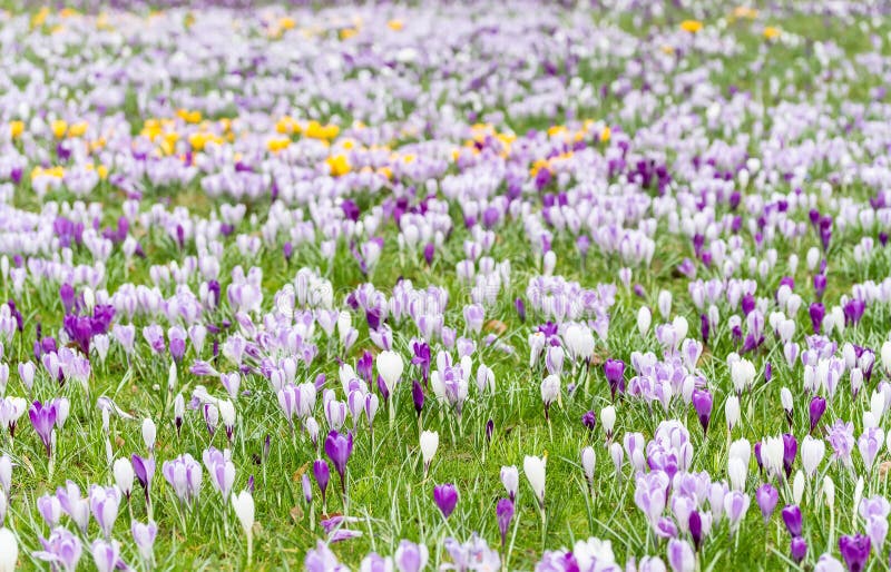 Crocus blooming stock photo. Image of mothers, bunch - 38482416
