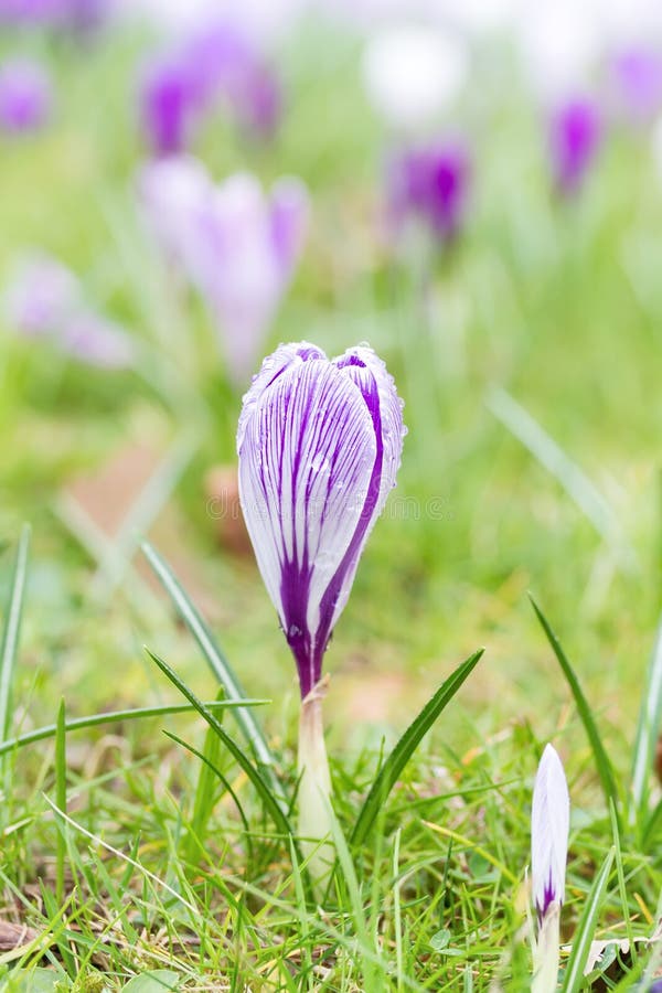 Crocus Blooming in the Meadow. Stock Photo - Image of closeup, outdoor ...
