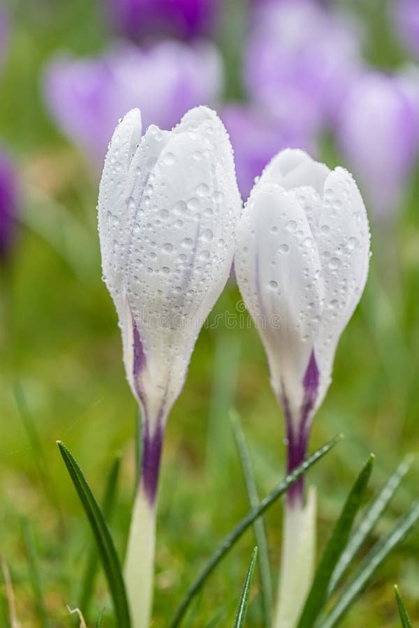 Crocus Blooming in the Meadow. Stock Image - Image of growing, greet ...