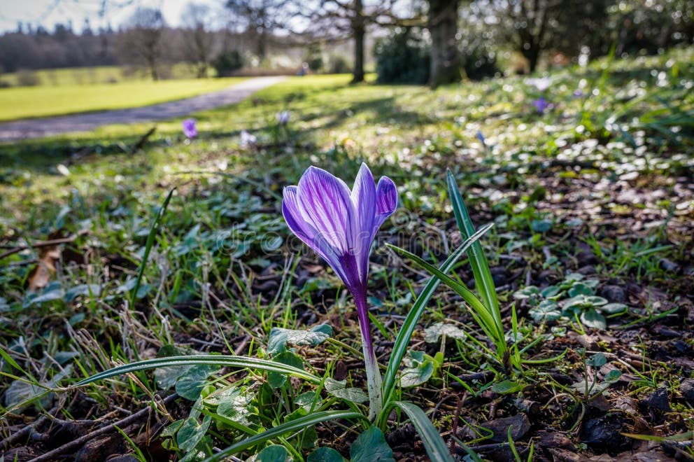 Crocus Blooming stock photo. Image of flora, beautiful - 214540620