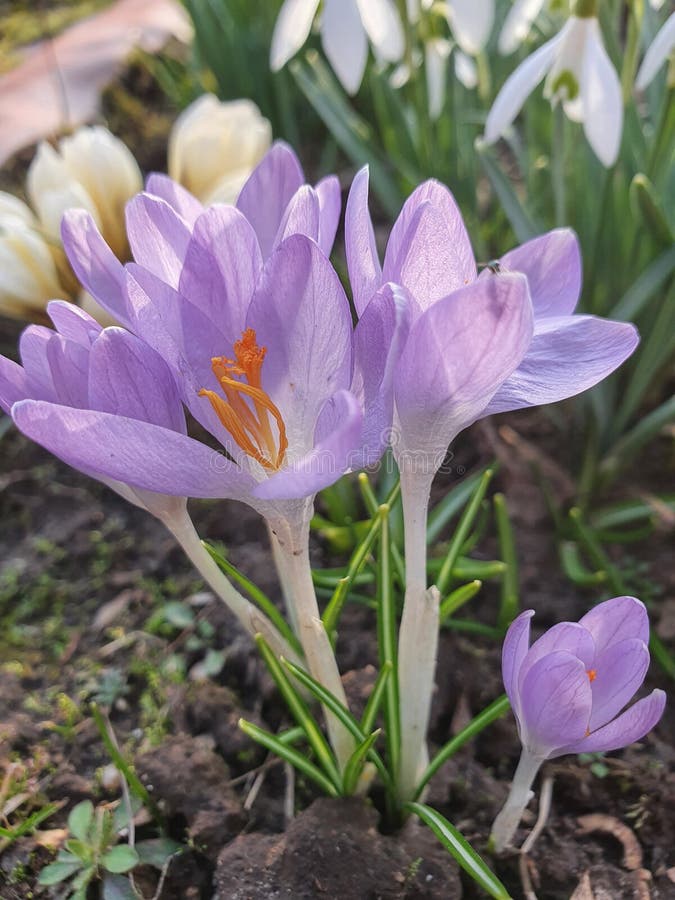Crocus Blooms in Spring, Cold Temperature Copy Space Stock Photo ...