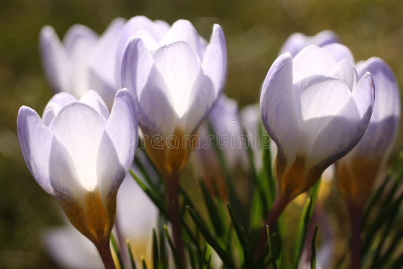 Crocus blossoms stock photo. Image of green, subtle, bloom - 10530950