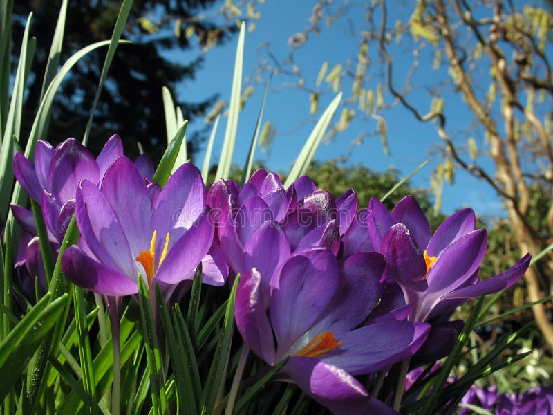 Crocus in flower-bed stock image. Image of easter, bloom - 2079465