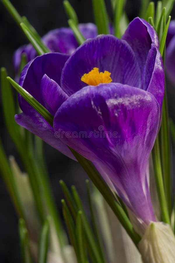 Crocus in blue stock photo. Image of stigma, macro, plant - 39989588